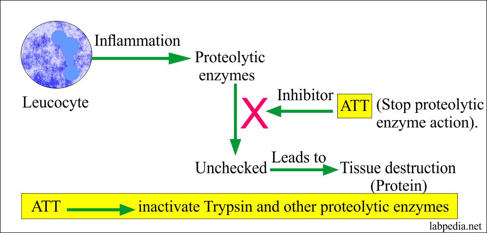 Acute Phase Protein – Part 1 – Alpha-1-Antitrypsin (α1-antitrypsin ...