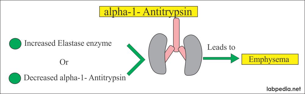 Acute Phase Protein – Part 1 – Alpha-1-Antitrypsin (α1-antitrypsin ...