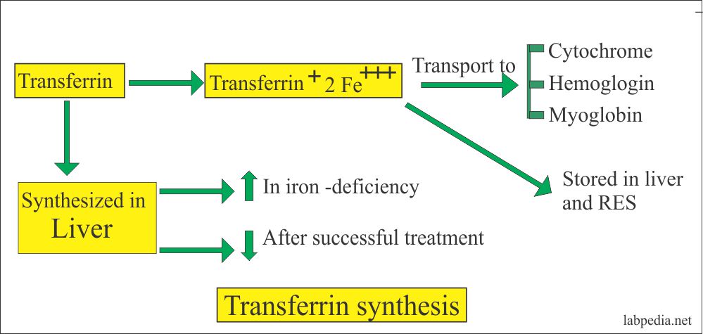 Acute Phase Protein – Part 4 – Transferrin – Labpedia.net
