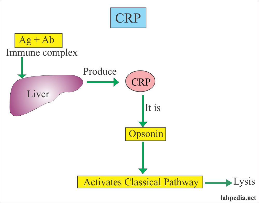 Acute Phase Protein Part 6 C Reactive Protein CRP High