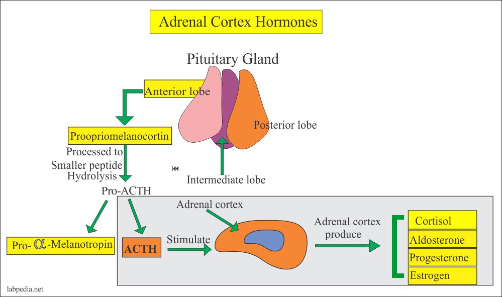 Adrenal Gland And Hormones Adrenal Gland And Hormones