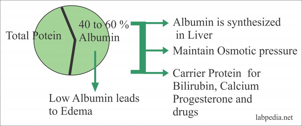 Albumin Normal Range