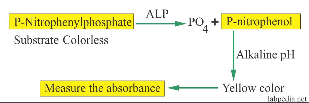 Alkaline phosphatase level (ALP) – Labpedia.net