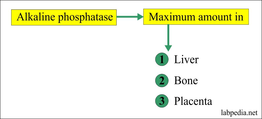 Alkaline phosphatase level (ALP) – Labpedia.net