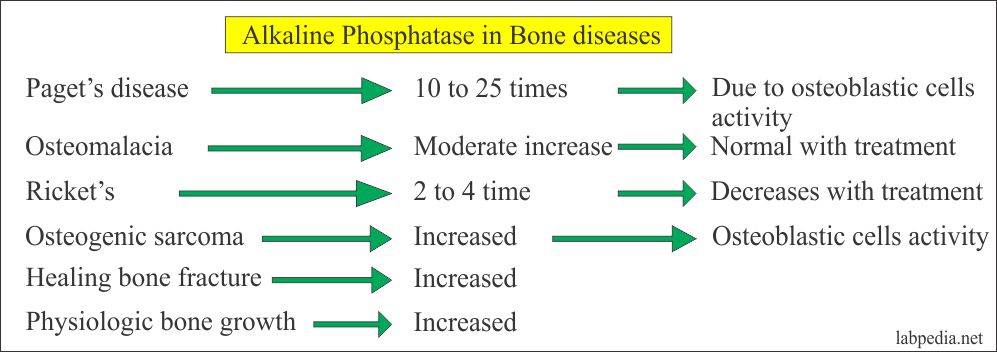 Alkaline phosphatase level (ALP) – Labpedia.net