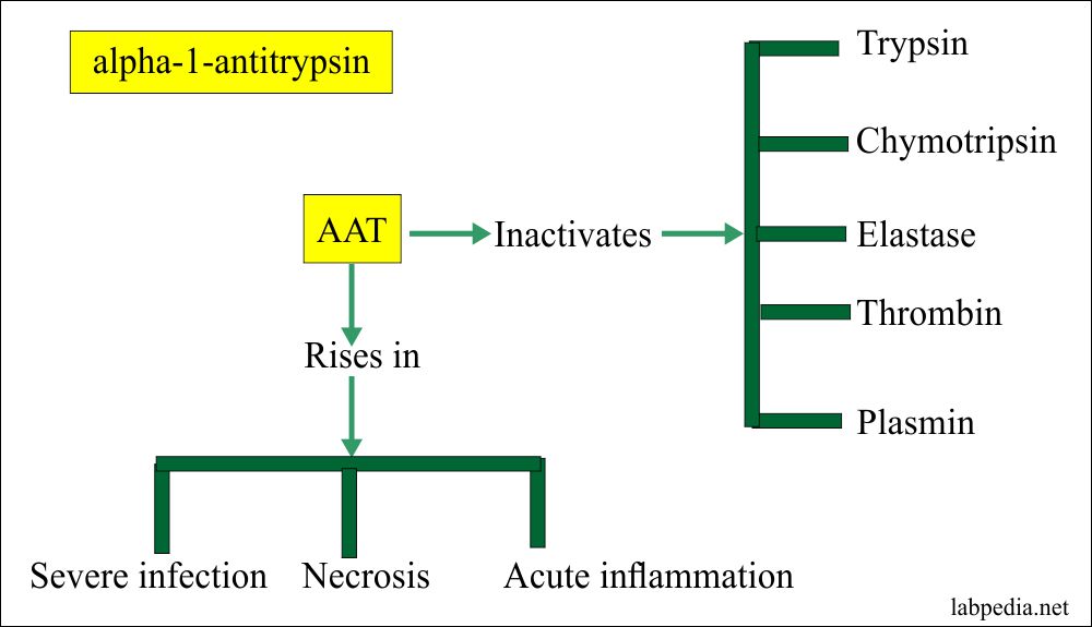 alpha-1-antitrypsin (α1-antitrypsin or AAT) – Labpedia.net