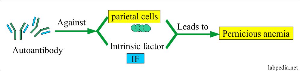 Anti-parietal cell antibody (APCA) – Labpedia.net