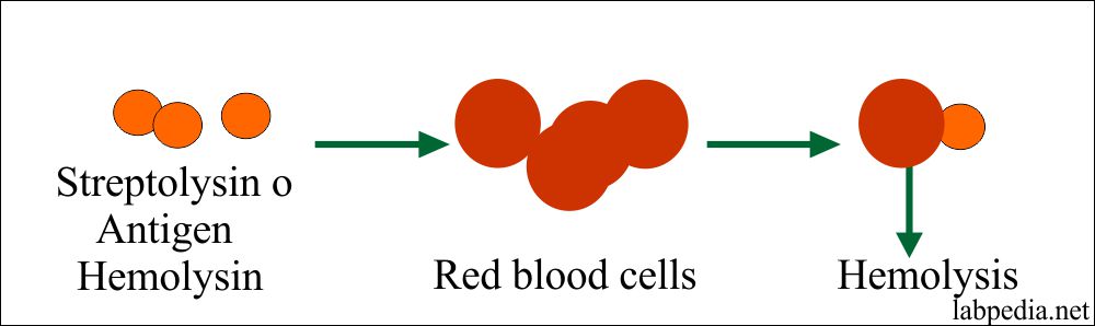 ASO Titer (Antistreptolysin O titer) – Labpedia.net