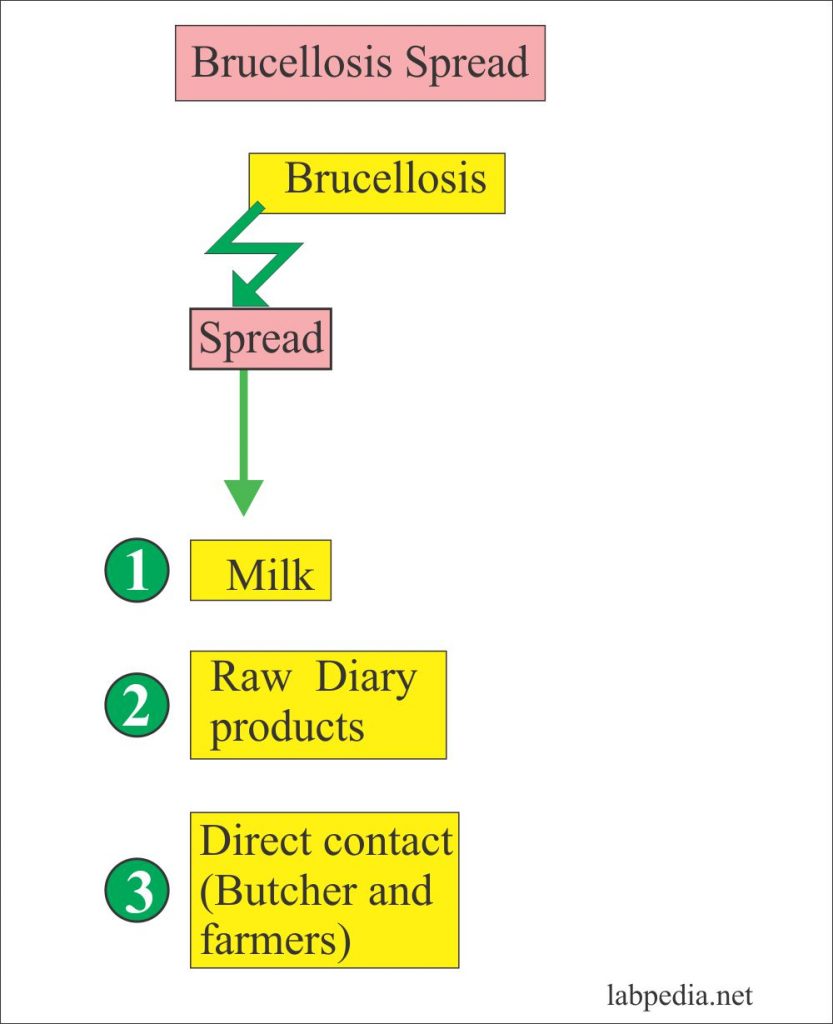 Brucella Antigen (Brucellosis), Diagnosis of Brucella Infection ...