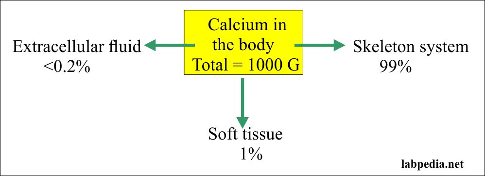 Corrected Calcium Equation - Tessshebaylo