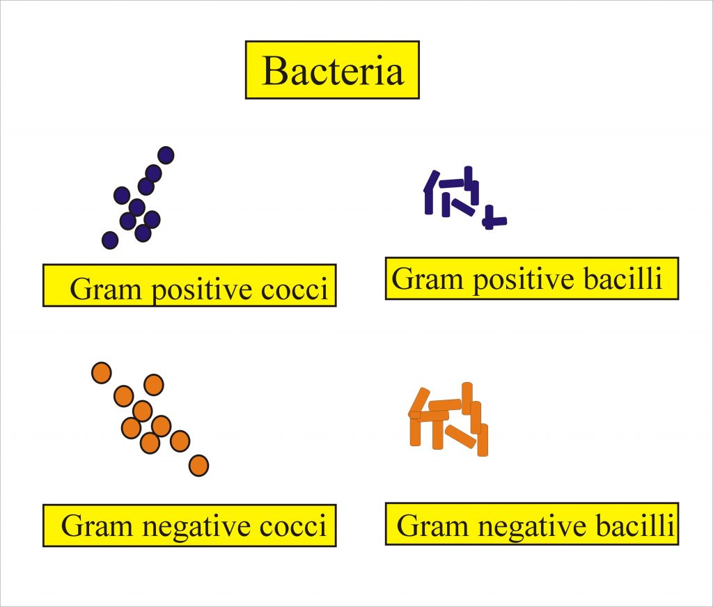 Cerebrospinal Fluid Analysis – Part 3 – CSF Stain and Culture, CSF ...