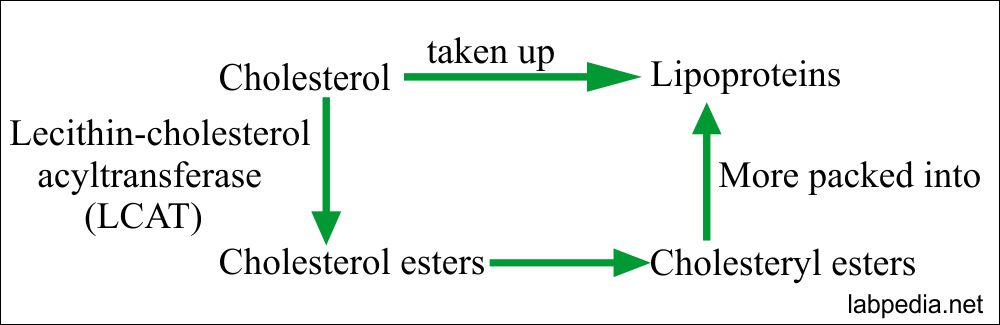 Cholesterol (Serum Cholesterol) – Labpedia.net