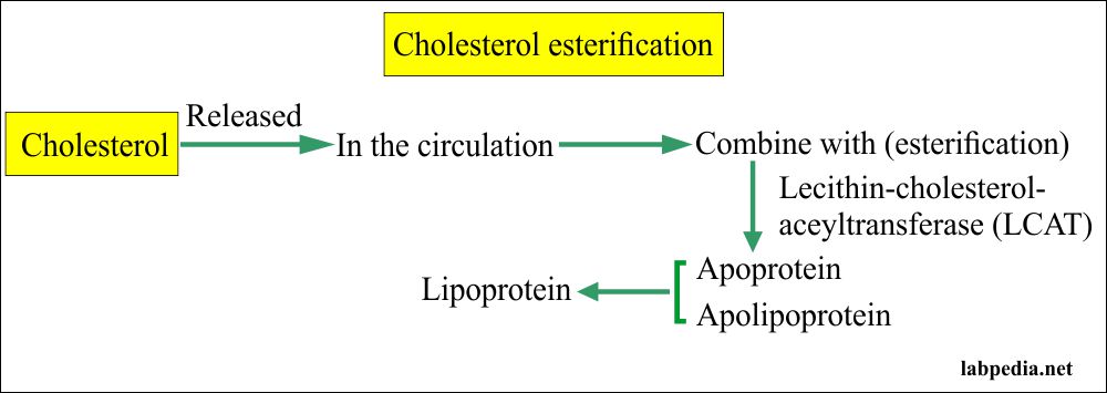 Cholesterol (Serum Cholesterol) – Labpedia.net