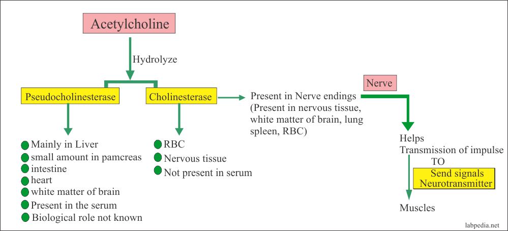 Cholinesterase serum – Labpedia.net