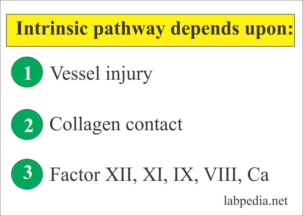 Coagulation – part 1 – Blood Coagulation process, Coagulation factors ...