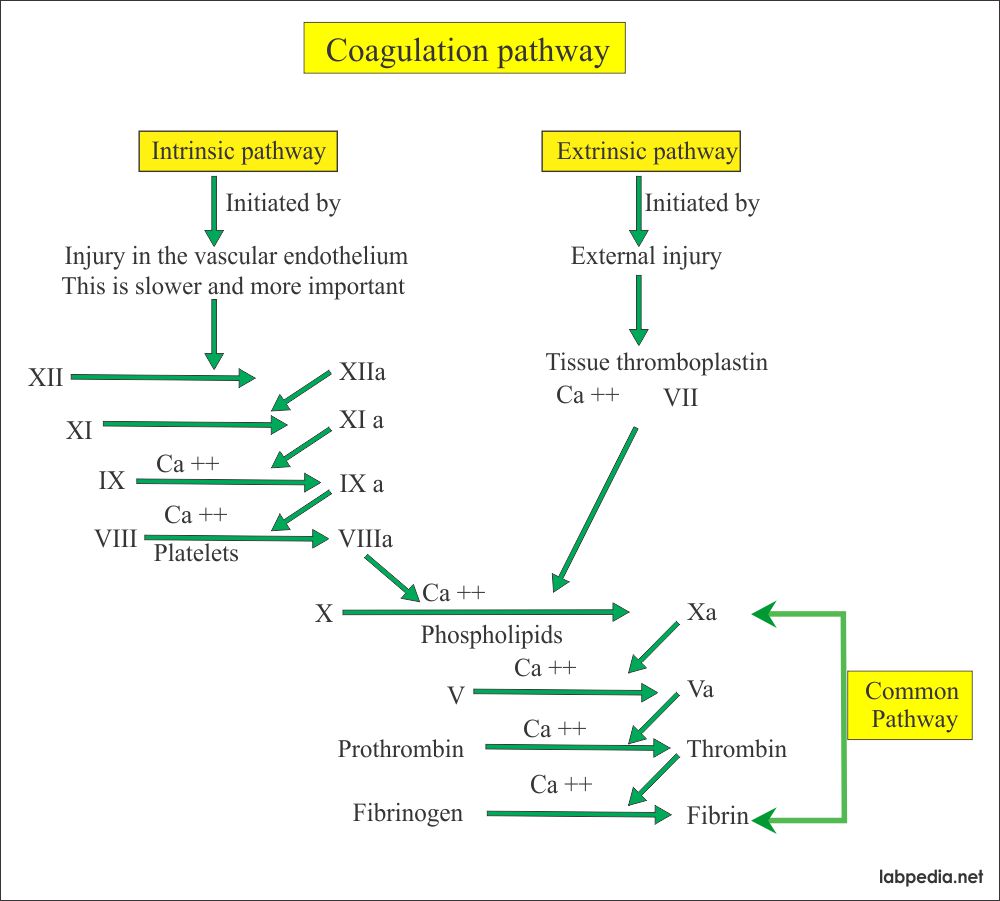 Coagulation Part 5 INR International Normalized Ratio PT PTT