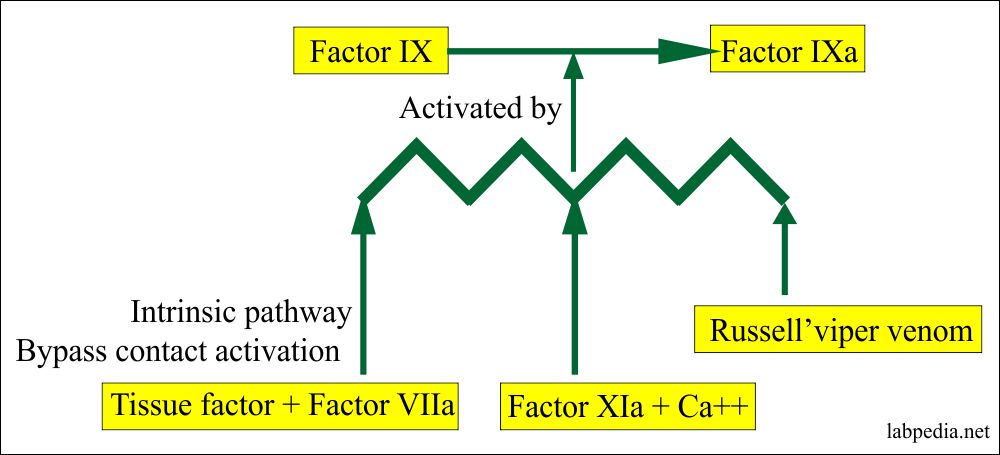 Coagulation Factors