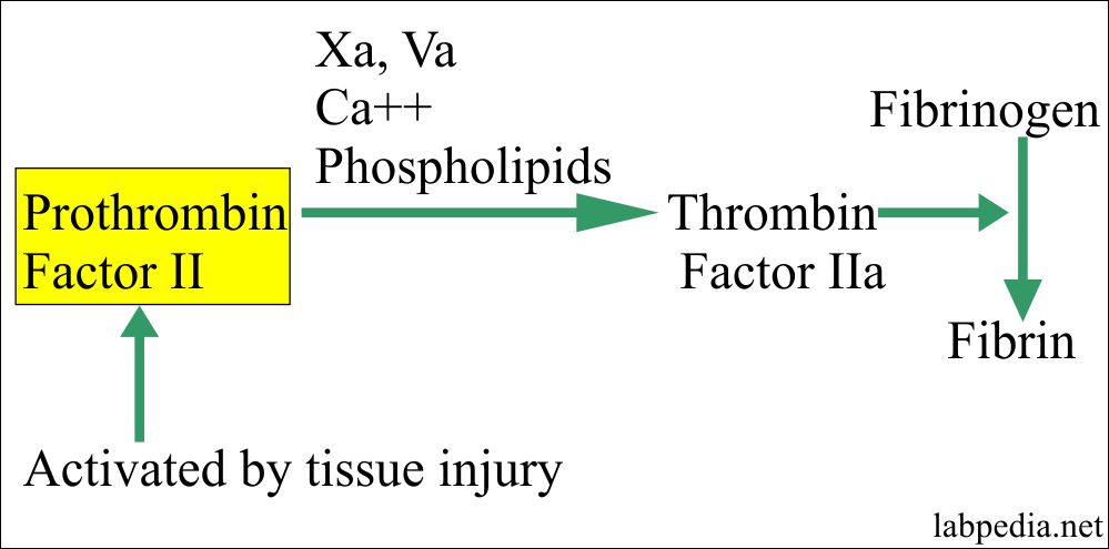 Coagulation – part 7 – Blood Coagulation Factors descriptions ...