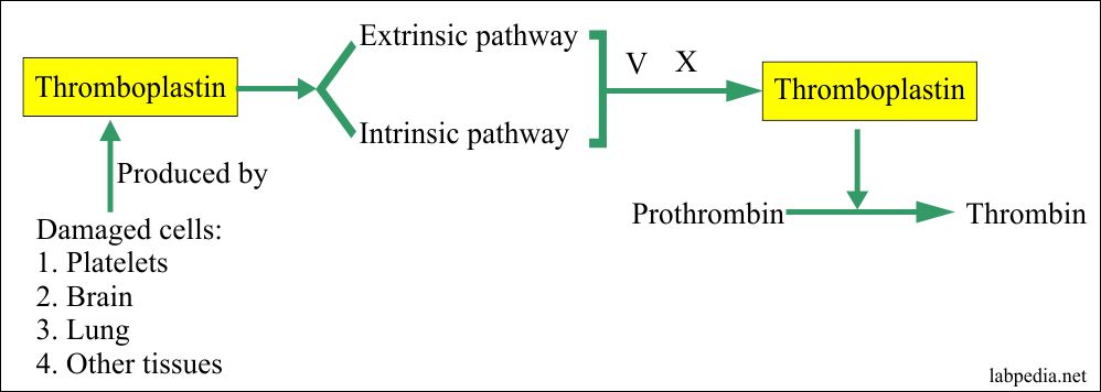 Coagulation – part 7 – Blood Coagulation Factors descriptions ...