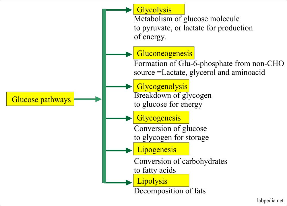 Diabetes Mellitus:- Part 1 – Carbohydrate and Glucose Metabolism ...