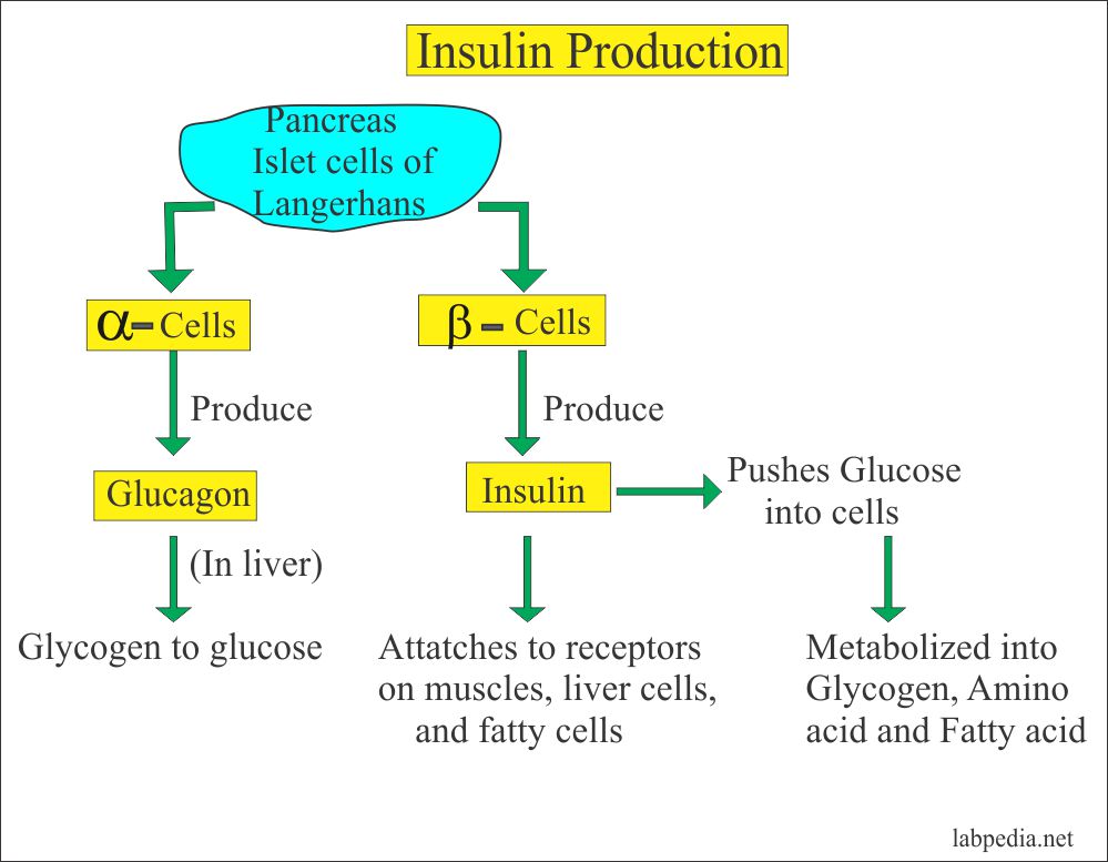 Diabetes Mellitus:- Part 1 – Carbohydrate and Glucose Metabolism ...