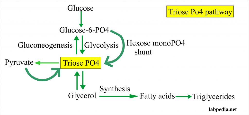 Diabetes Mellitus:- Part 1 – Carbohydrate and Glucose Metabolism ...
