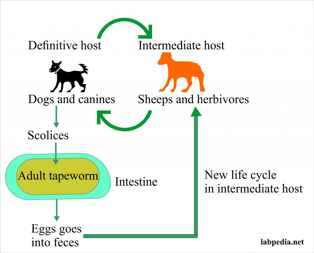 Echinococcus Granulosus Hydatid Disease Hydatid Cyst