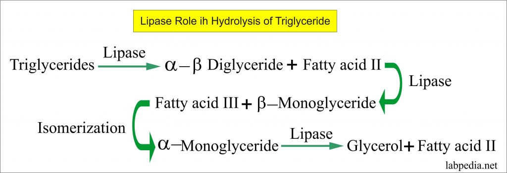 Enzymes – Part 2 – Diagnostic Values of various enzymes – Labpedia.net