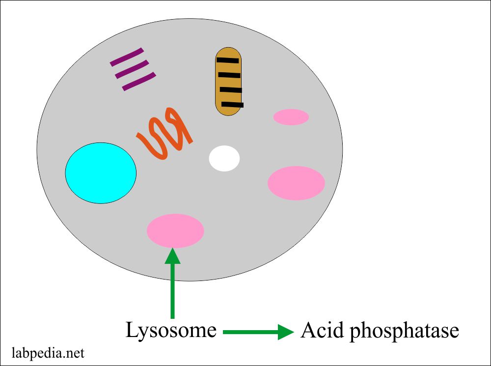 Enzymes – Part 2 – Diagnostic Values of various enzymes – Labpedia.net