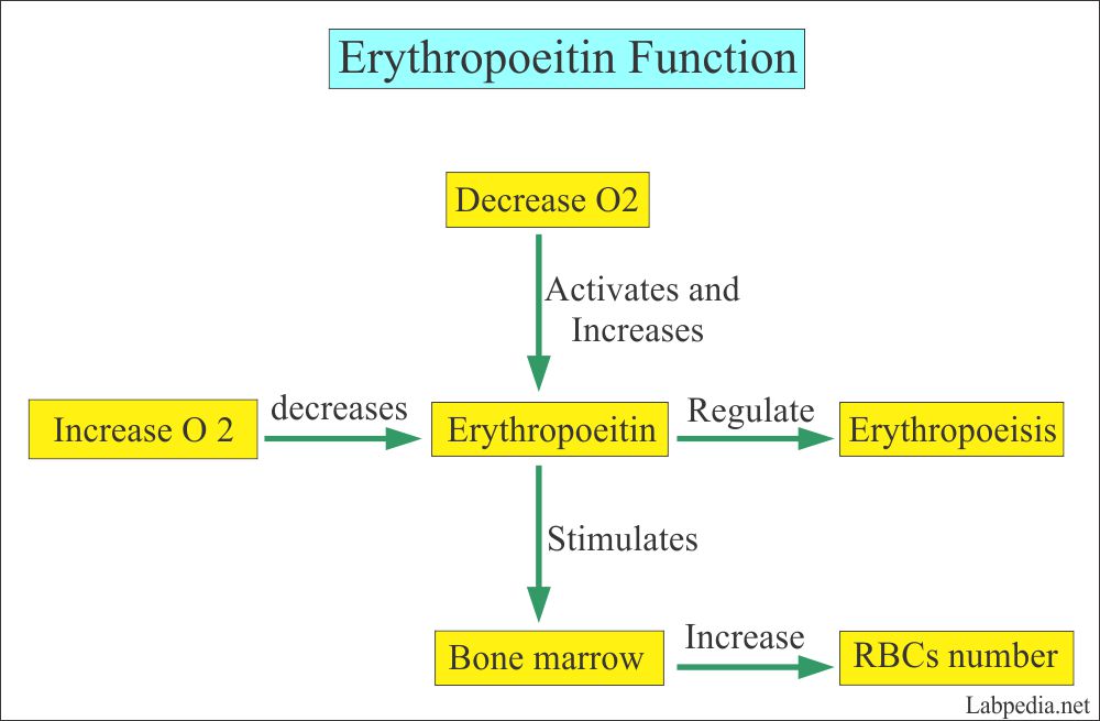 Erythropoietin Hormone Level (EP) – Labpedia.net