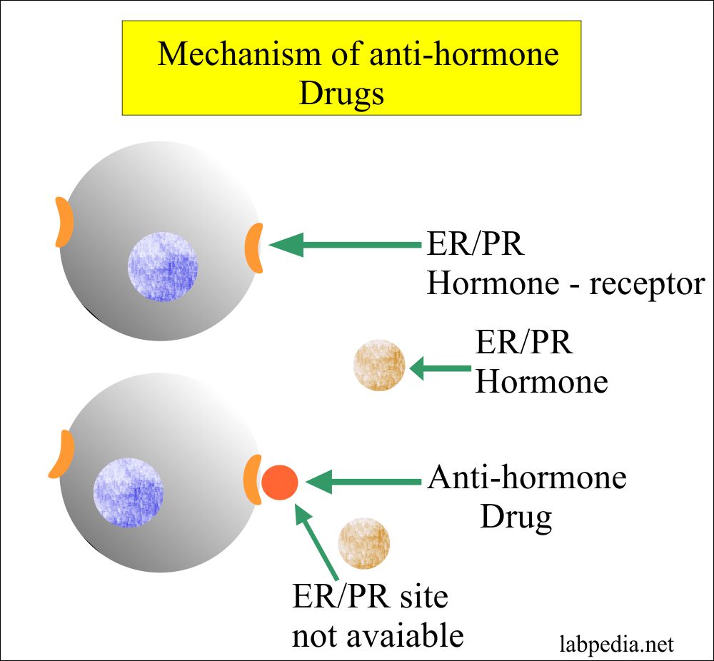 Estrogen Progesterone Receptor Er Pr Receptors