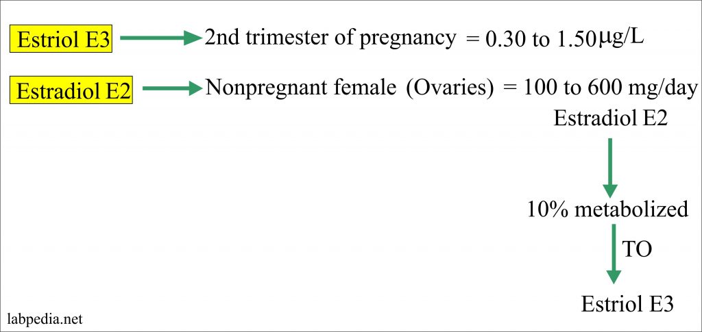 Estrogens = Estrone E1, Estradiol E2, Estriol E3 – Labpedia.net