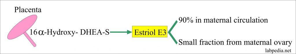 Estrogens = Estrone E1, Estradiol E2, Estriol E3 – Labpedia.net