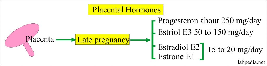 Estrogens = Estrone E1, Estradiol E2, Estriol E3 – Labpedia.net