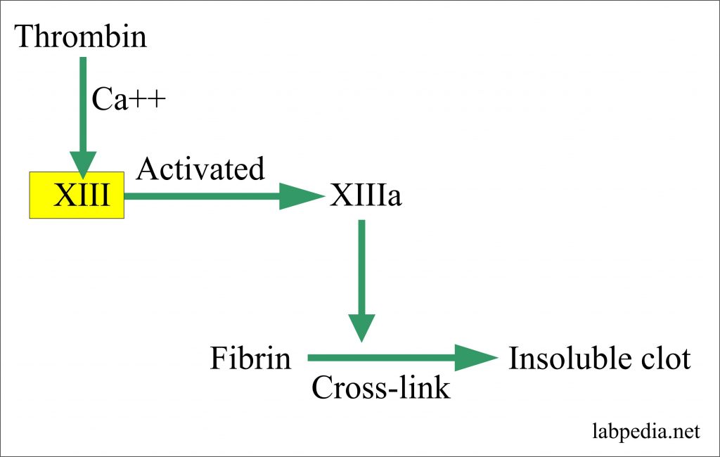 Factor XIII (fibrin stabilizing factor) – Labpedia.net