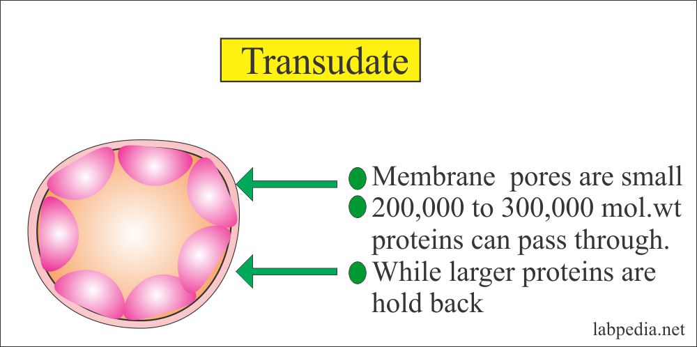 Fluid Analysis – Part 1 – Normal findings, Pleural, Pericardial, and ...