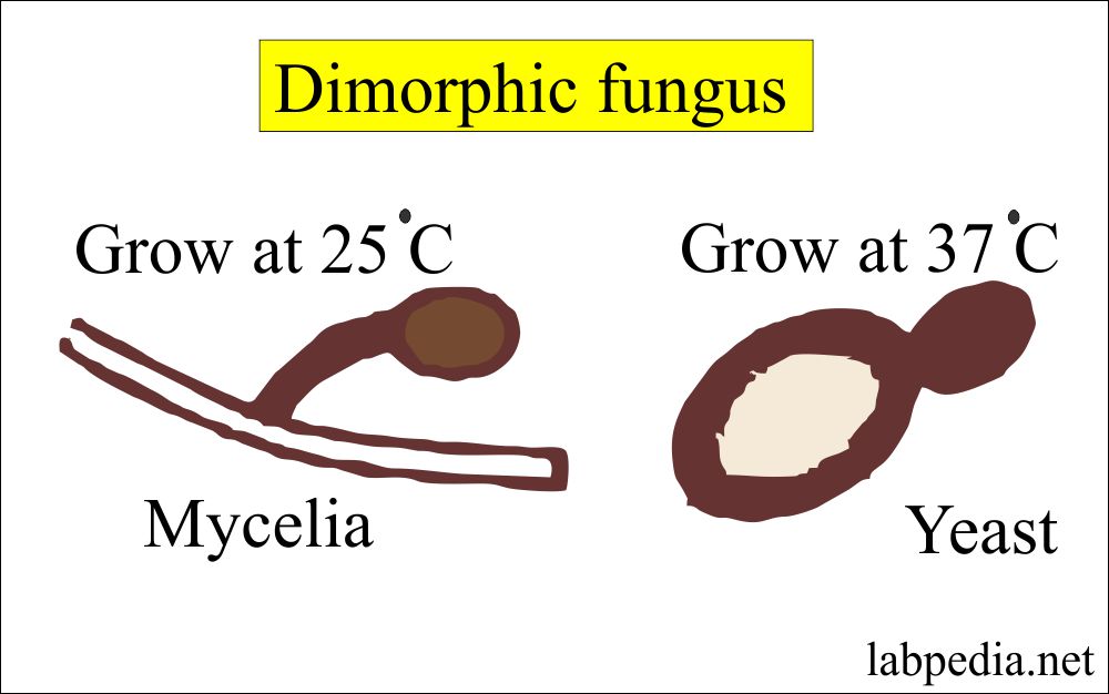 Fungus, Fungal infections, Diagnosis of Fungal infection – Labpedia.net