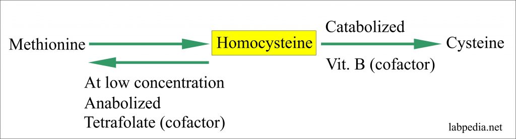 Homocysteine (Homocysteinemia) - Labpedia.net
