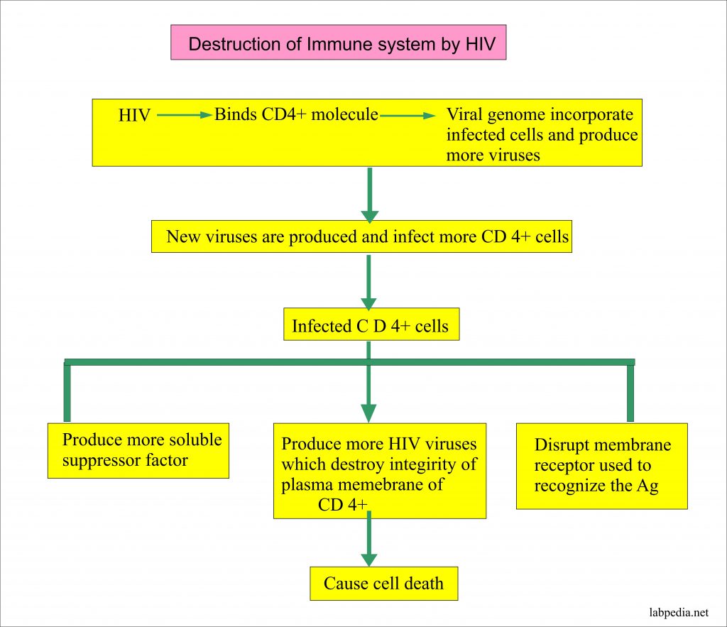 Human immunodeficiency virus, HIV virus, AIDS (Acquired immunodeficiency syndrome) – Labpedia.net