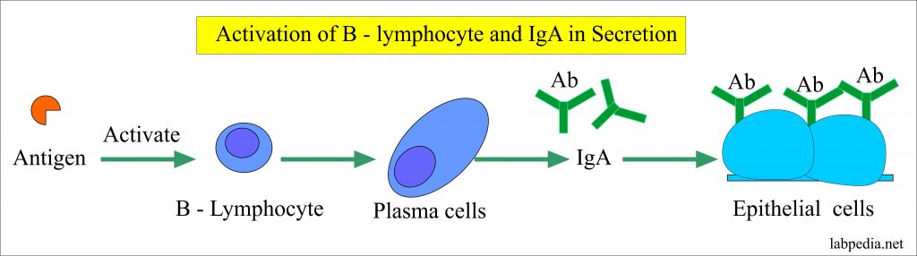 Immunoglobulin A (IgA), Indications and Functions - Labpedia.net