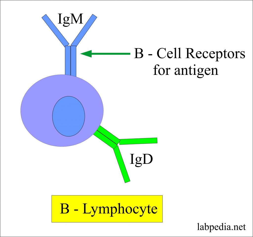 Immunoglobulin Electrophoresis (Ig), Immunoglobulins IgG, IgA, IgD, IgE ...