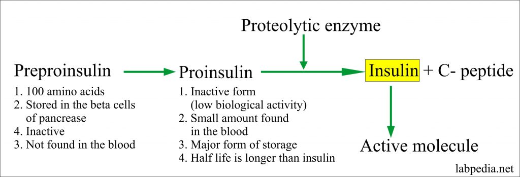 Insulin level (Insulin Assay) - Labpedia.net