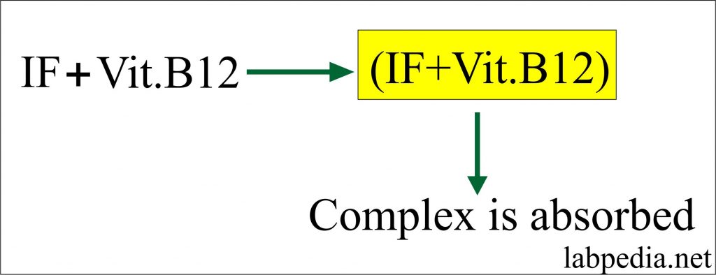 Intrinsic factor Antibody (IF Ab) - Labpedia.net