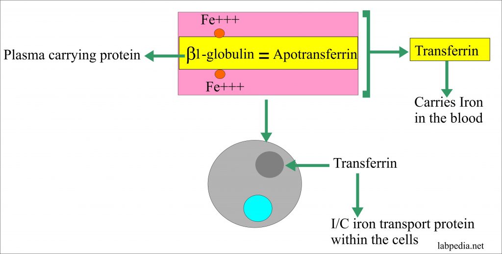 Iron Deficiency Anemia Ferritin Transferrin at Jane Peterson blog