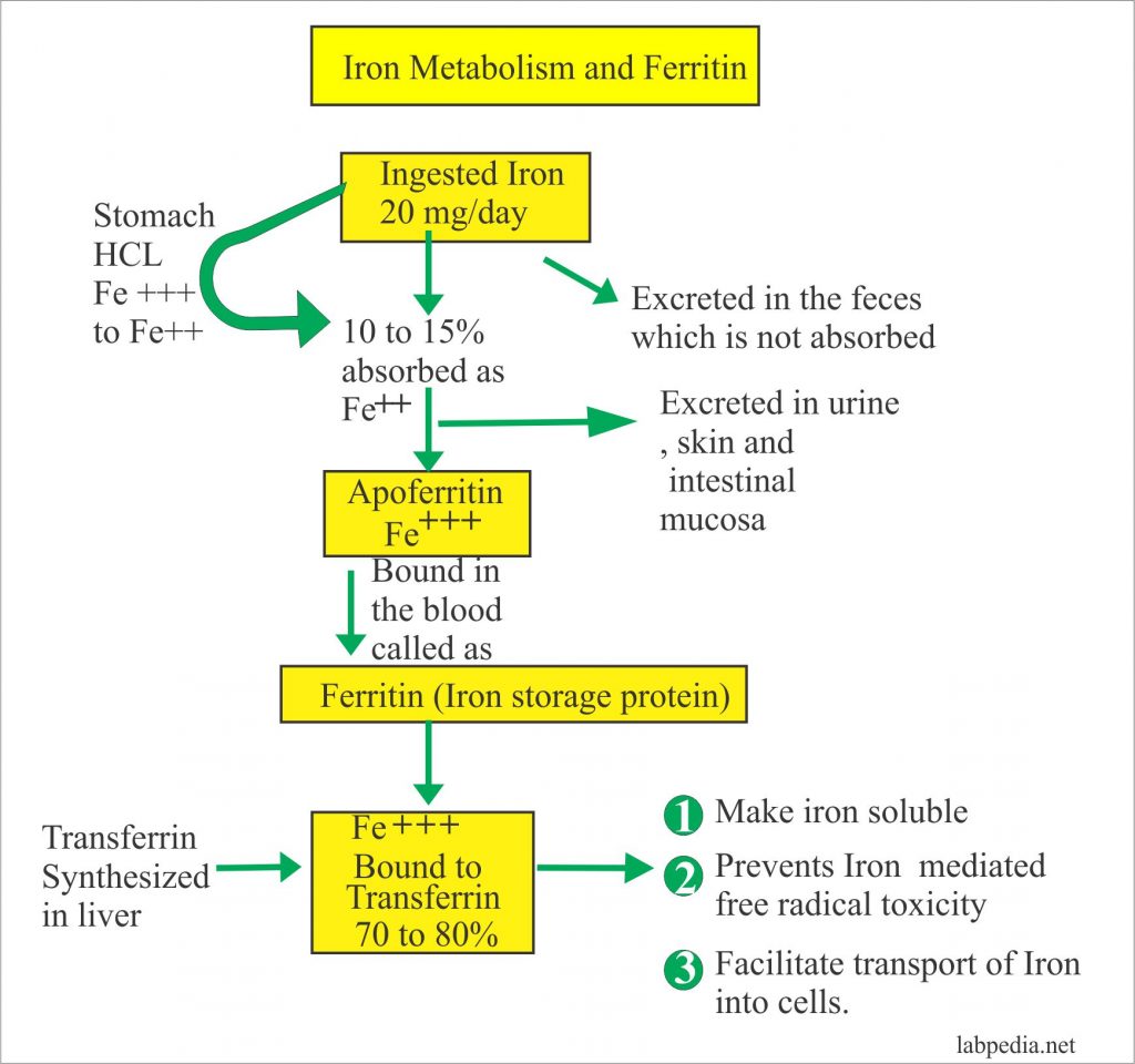 Iron Total (Fe), Total Iron – Labpedia.net
