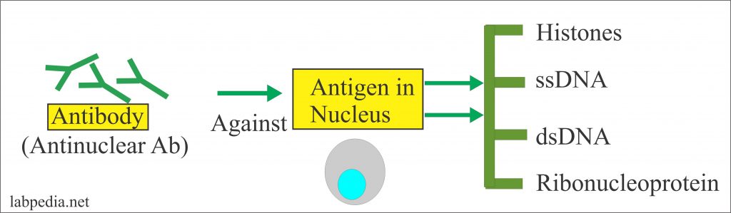 LE cell phenomenon (Lupus erythematosus cell) - Labpedia.net