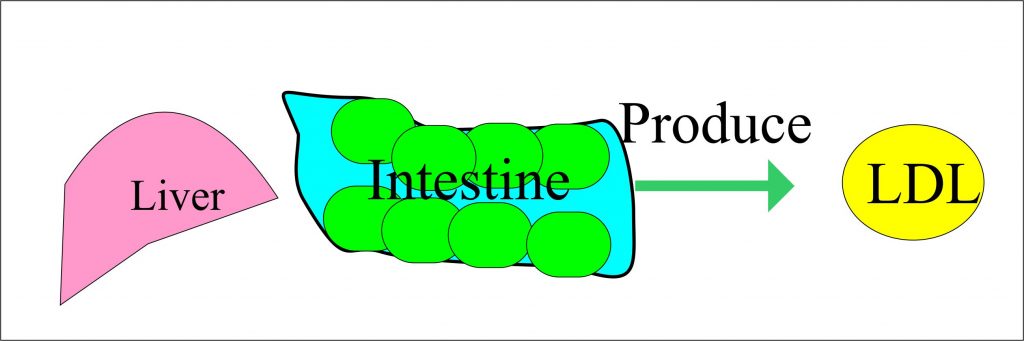 Lipoprotein - Part 2 - Low density lipoprotein (LDL), LDL- Cholesterol ...