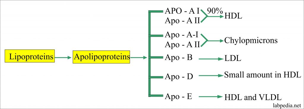 Lipoprotein - Part 2 - Low density lipoprotein (LDL), LDL- Cholesterol ...