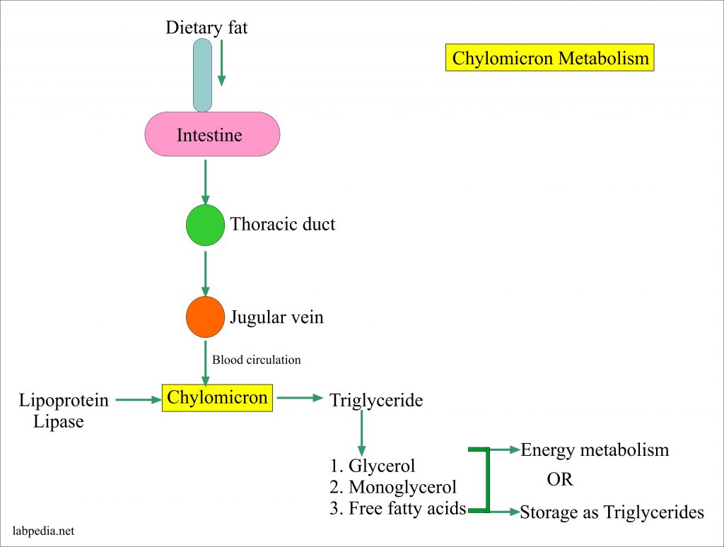 Lipoprotein:- part 4 - Chylomicron - Labpedia.net