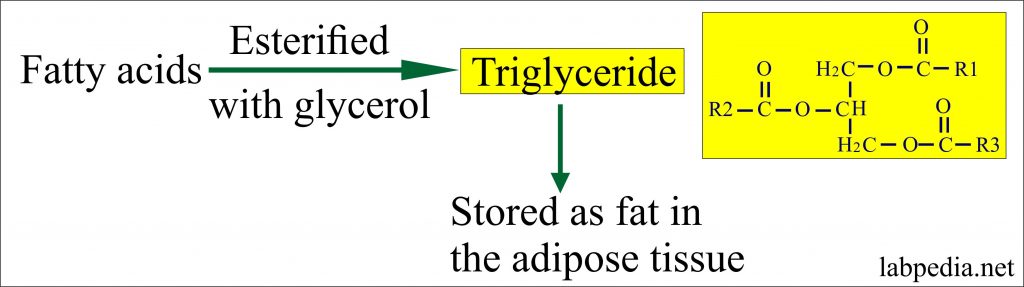 Lipoprotein – Part 5 – Triglycerides (TG) – Labpedia.net
